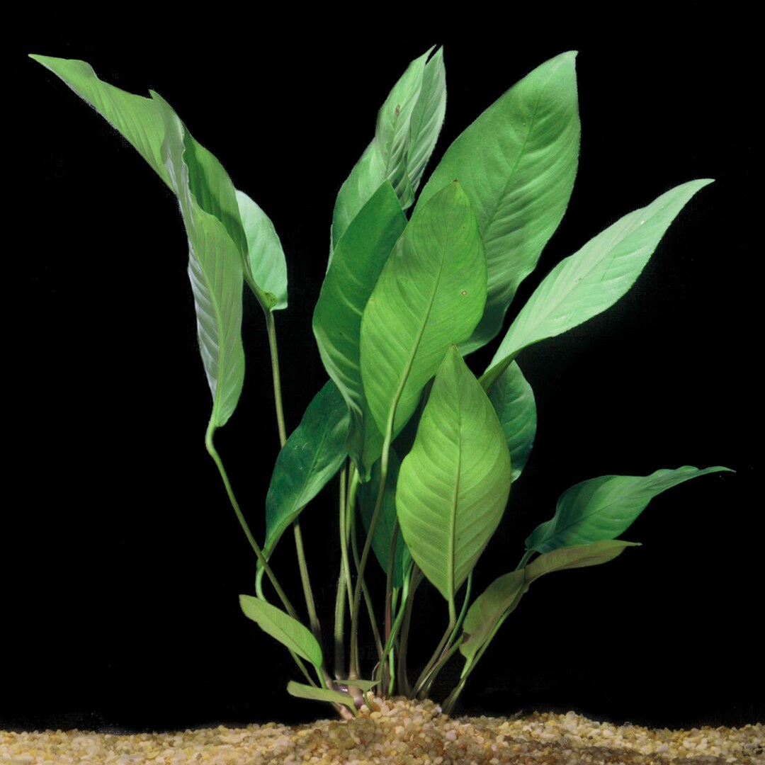 BUY 2 GET 1 FREE (large!) Anubias Frazeri-easy Live Aquarium Pond ...