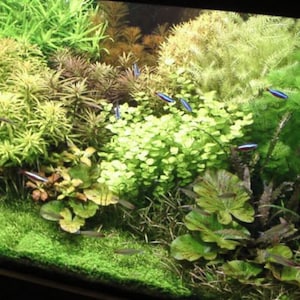 BUY 2 GET 1 FREE Golden Lloydiella-golden Creeping Jenny (lysimachia ...