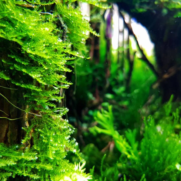 Java Moss - Etsy