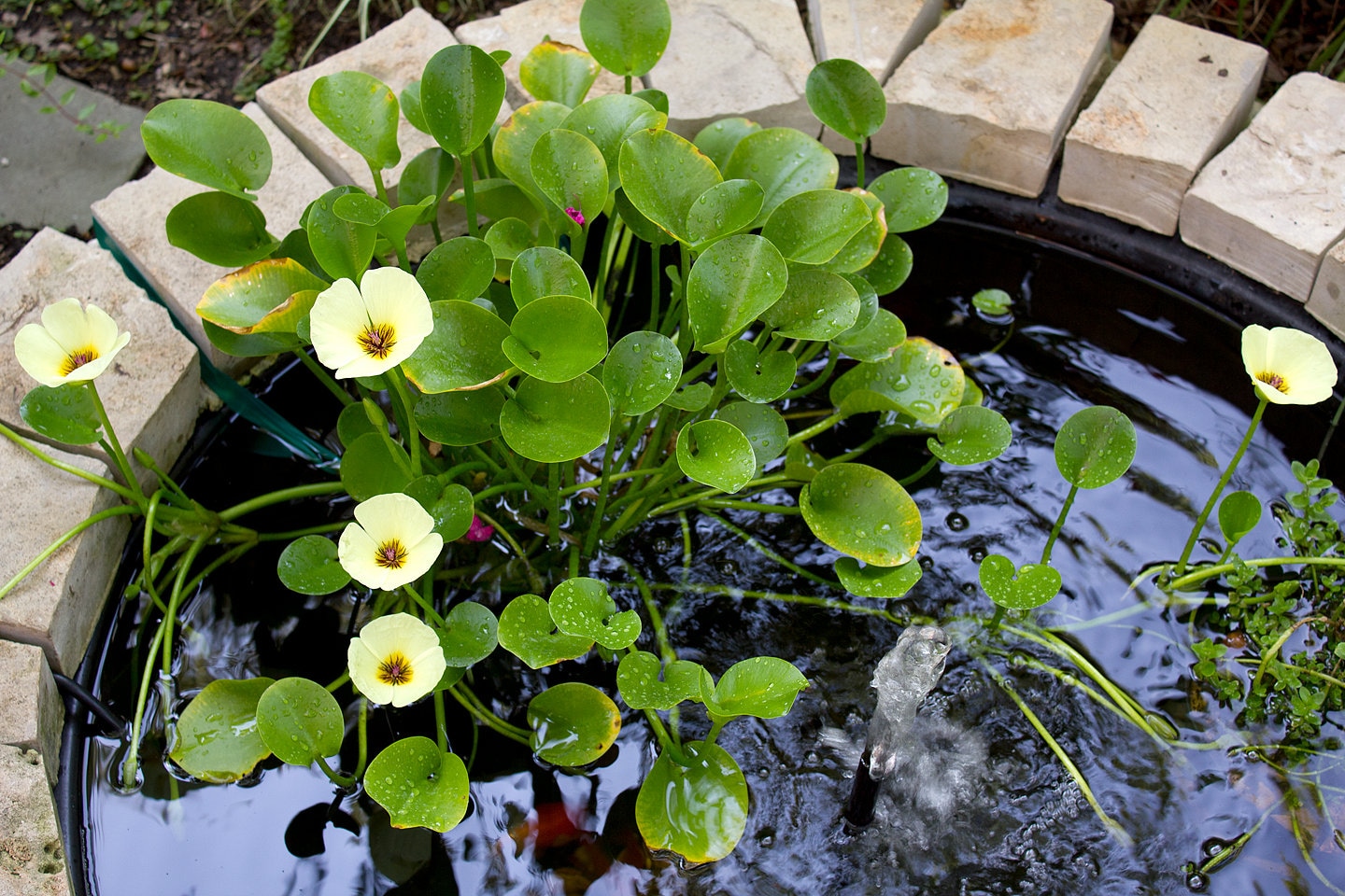 Floating Plants — Aquatic Plants — Florida Aquascaping
