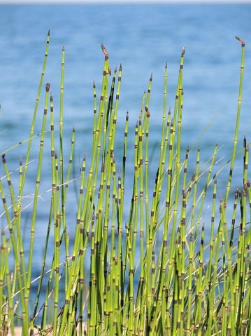 Marginal Plants — Aquatic Plants — Florida Aquascaping