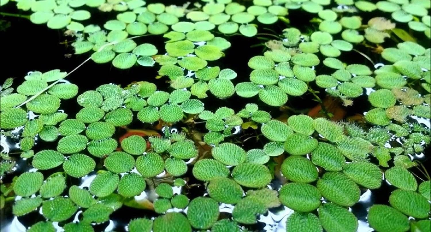 BUY 2 GET 1 FREE Floating Water Spangles (Salvinia Minima) — Florida ...