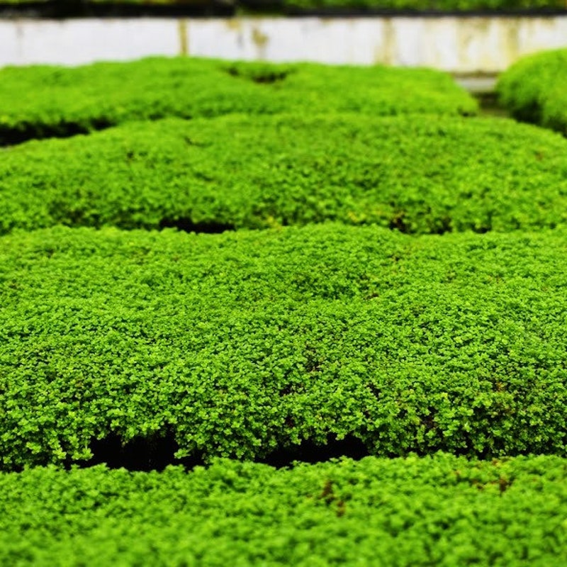 Carpet Mat Plants - Etsy