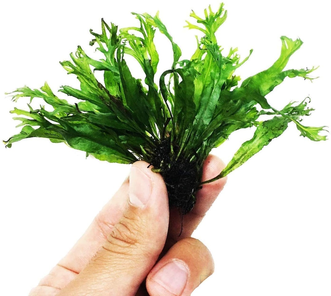 BUY 2 GET 1 FREE Java Fern "windelov" (lacy Java Fern)-easy Live ...