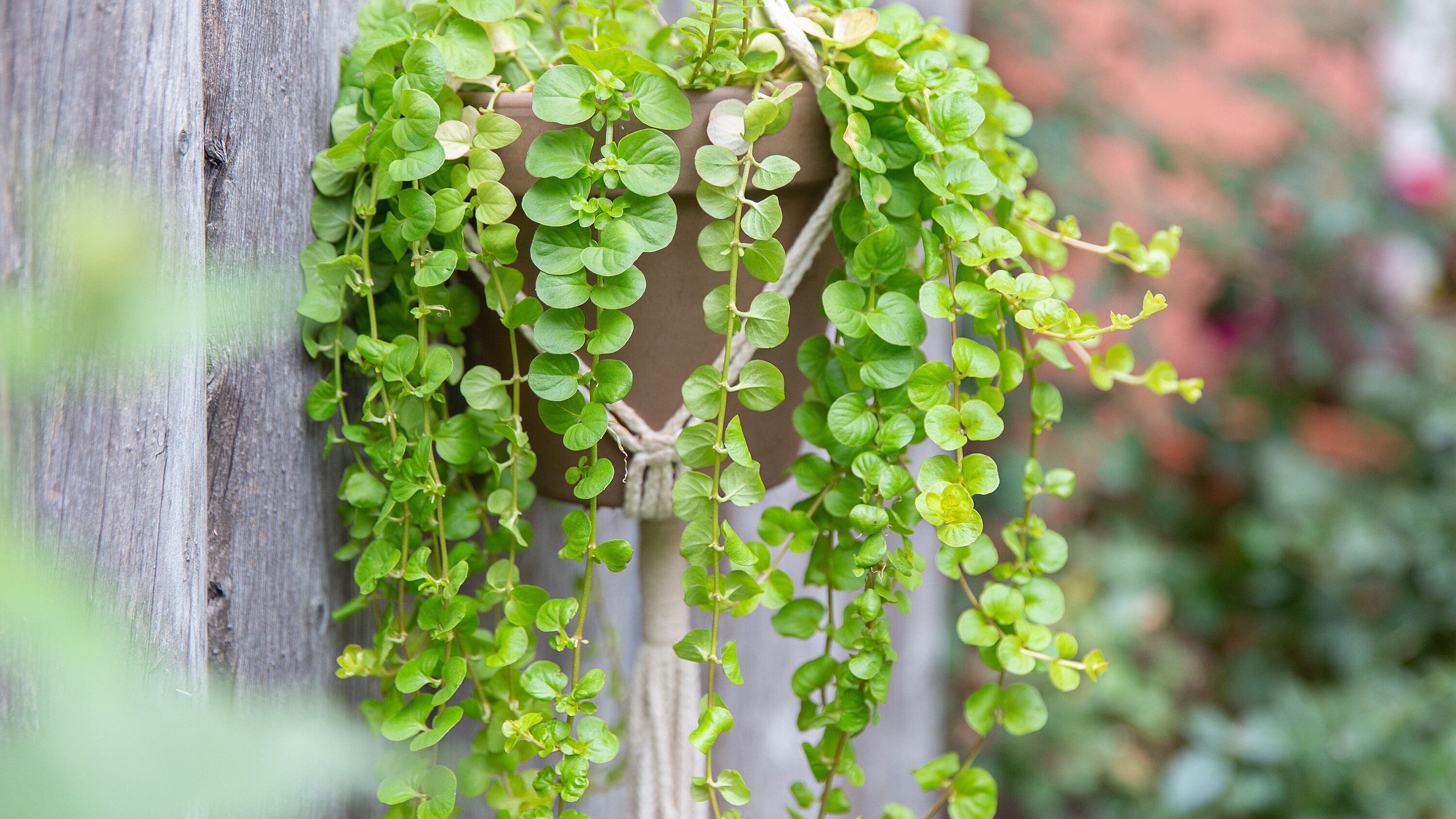 BUY 2 GET 1 FREE Golden Lloydiella-golden Creeping Jenny (lysimachia ...