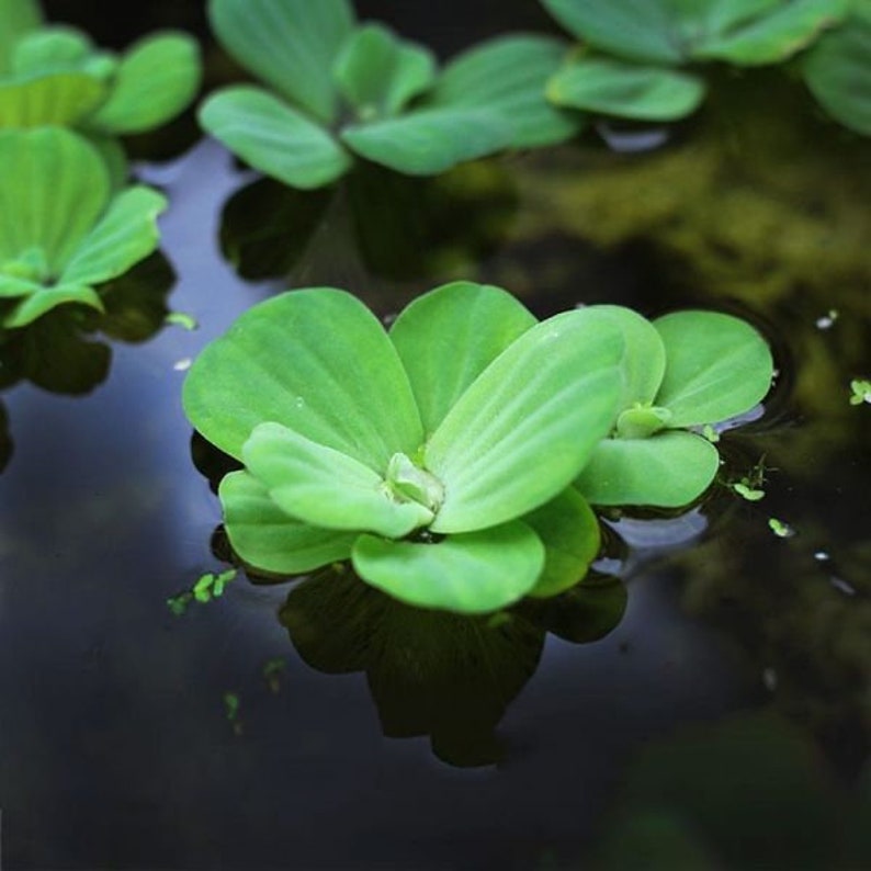 BUY 2 GET 1 FREE Water Lettuce-easy Live Aquarium Pond Aquatic Plant - Etsy