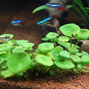BUY 2 GET 1 FREE Pennywort (hydrocotyle Sp)-easy Live Aquarium Pond ...