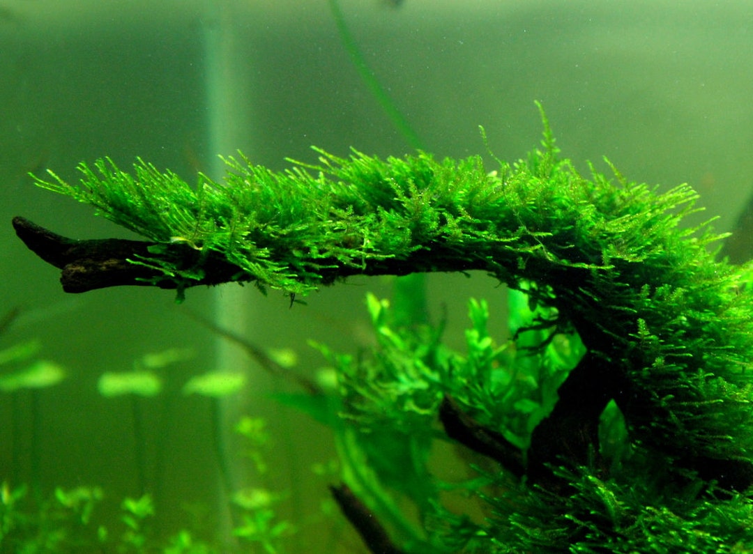 BUY 2 GET 1 FREE Christmas Moss (vesicularia Montagnei)-easy Live ...