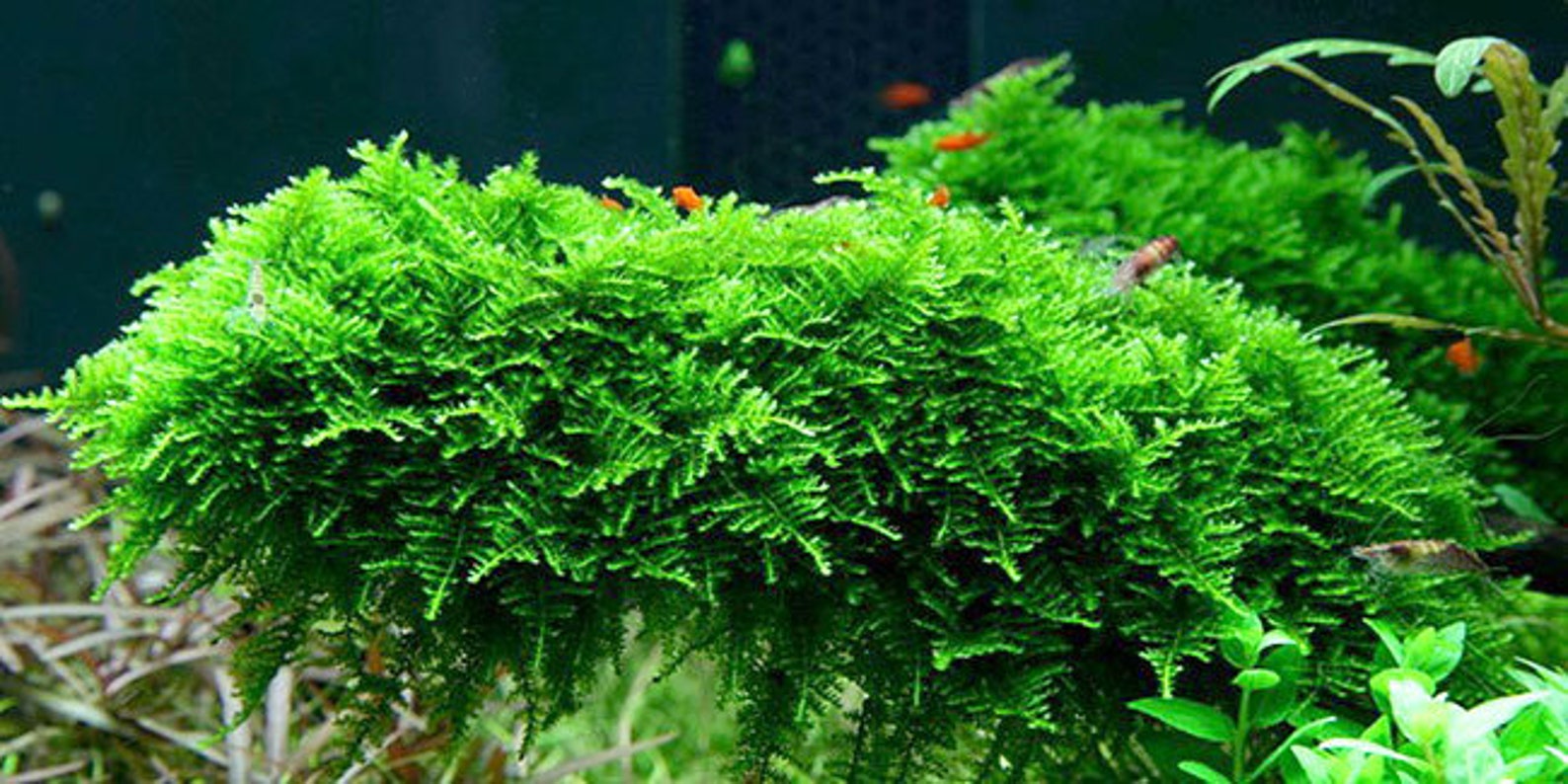 BUY 2 GET 1 FREE Christmas Moss vesicularia Montagnei Live | Etsy