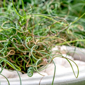 BUY 2 GET 1 FREE Corkscrew Rush! (juncus Effusus Spiralis)-live Aquatic ...