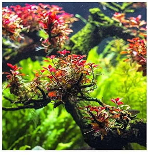 BUY 2 GET 1 FREE Ludwigia Super Red mini Easy Live - Etsy