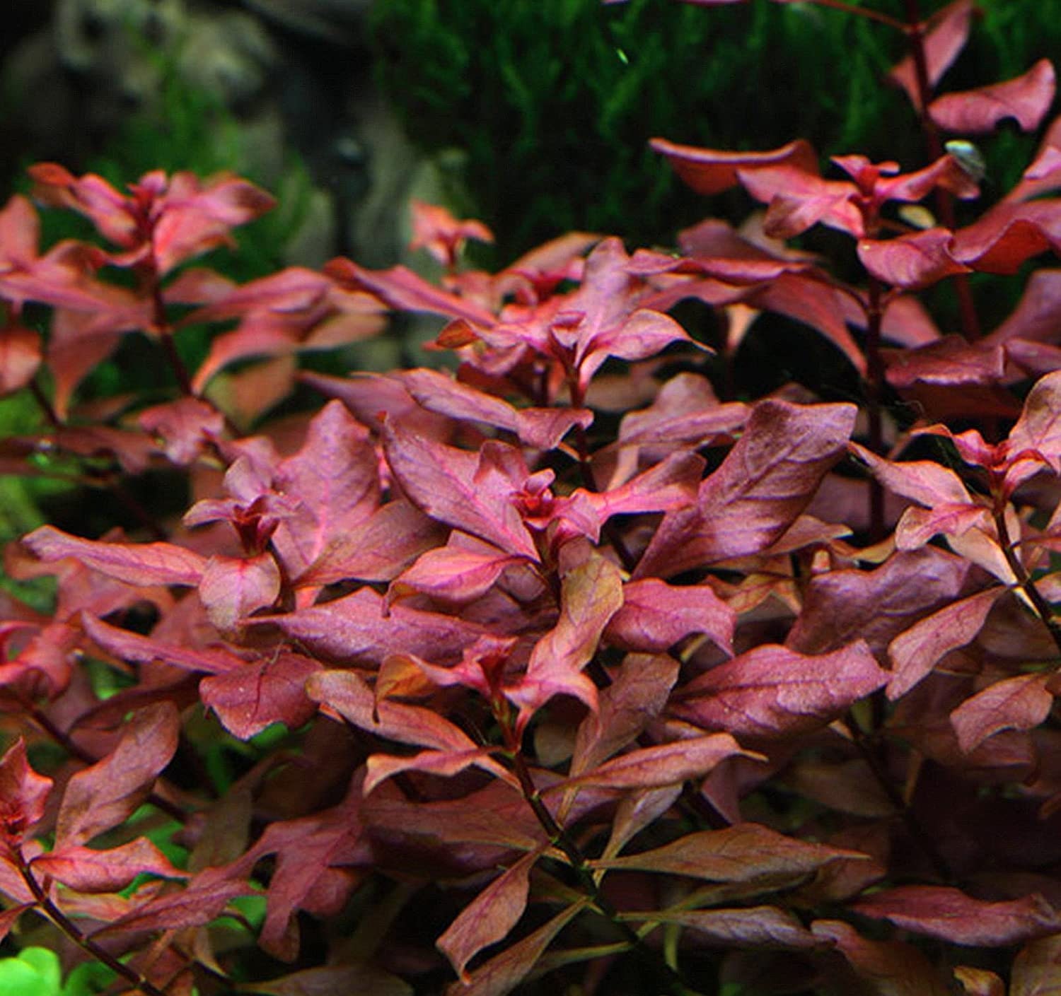 BUY 2 GET 1 FREE Ludwigia Super Red mini Easy Live - Etsy