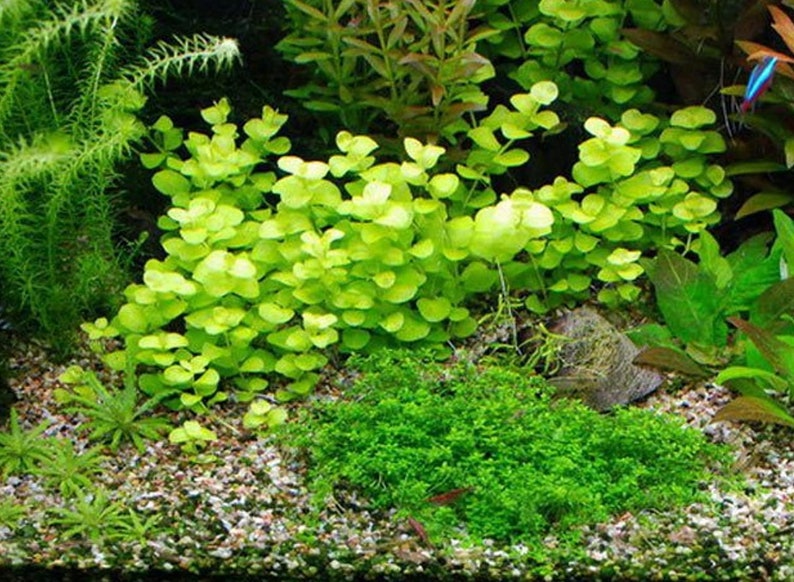 BUY 2 GET 1 FREE Golden Lloydiella-golden Creeping Jenny (lysimachia ...