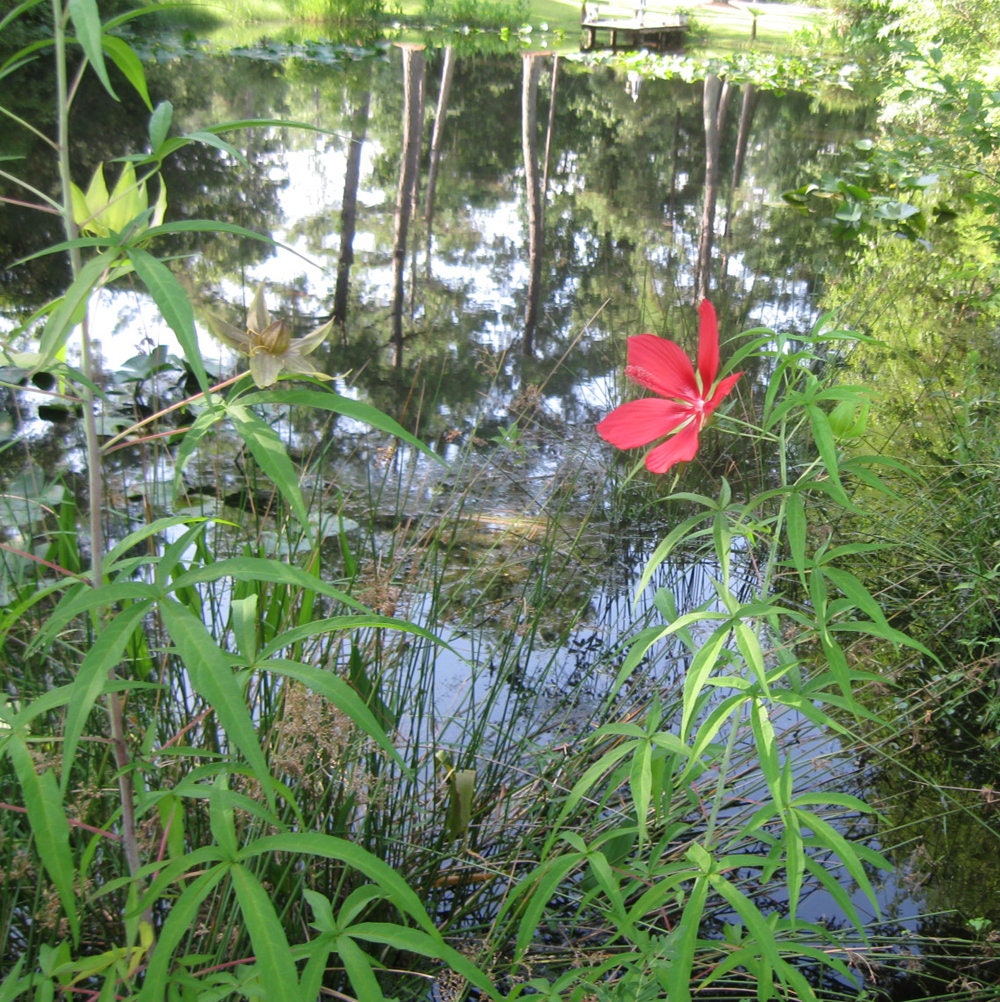 Marginal Plants — Aquatic Plants — Florida Aquascaping