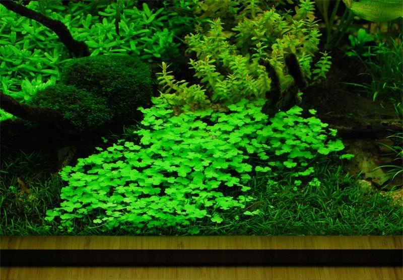 BUY 2 GET 1 FREE Hydrocotyle Tripartita Sp. Japan Easy Live - Etsy