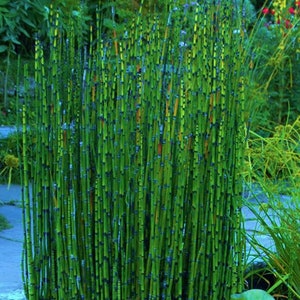 BUY 2 GET 1 FREE Horsetail Rush! (equisetum Hyemale)-live Aquatic ...