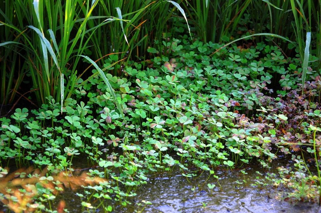 BUY 2 GET 1 FREE Water Clover (Marsilea Crenata - Water Shamrock ...