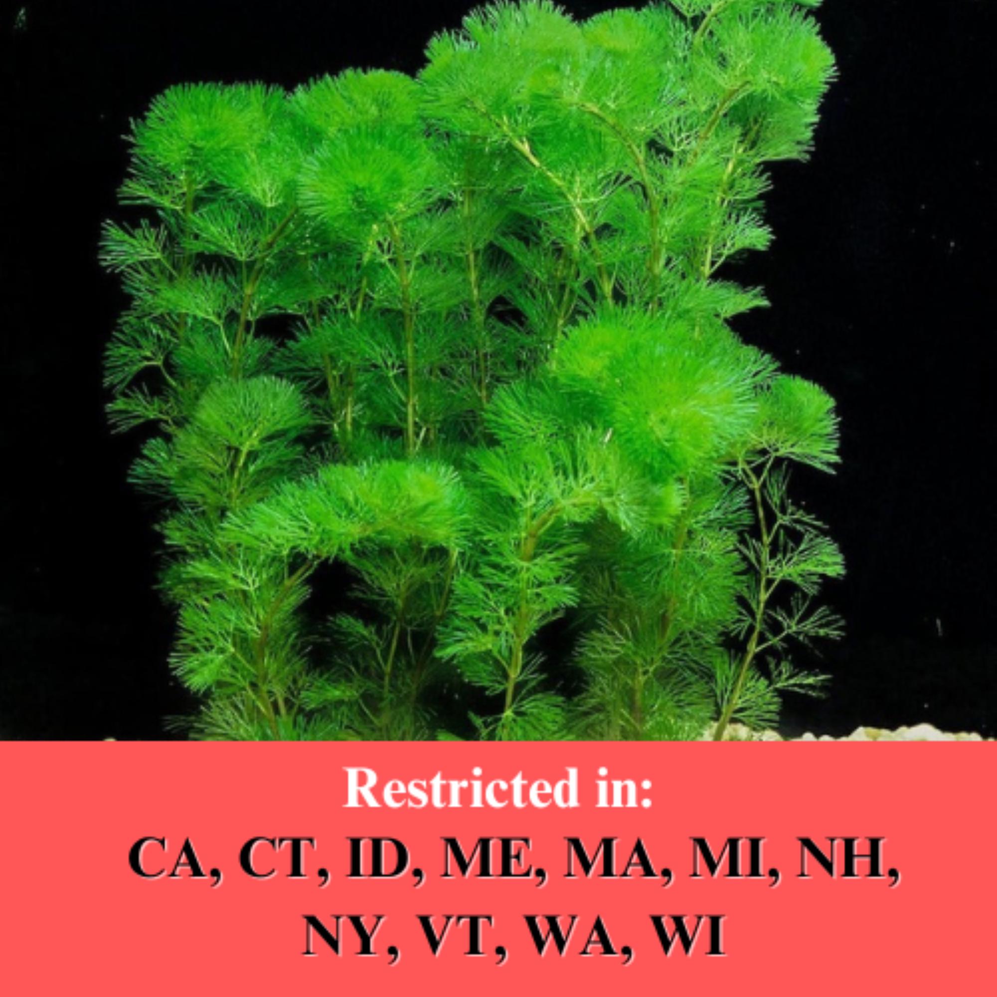 Cabomba Aquatica