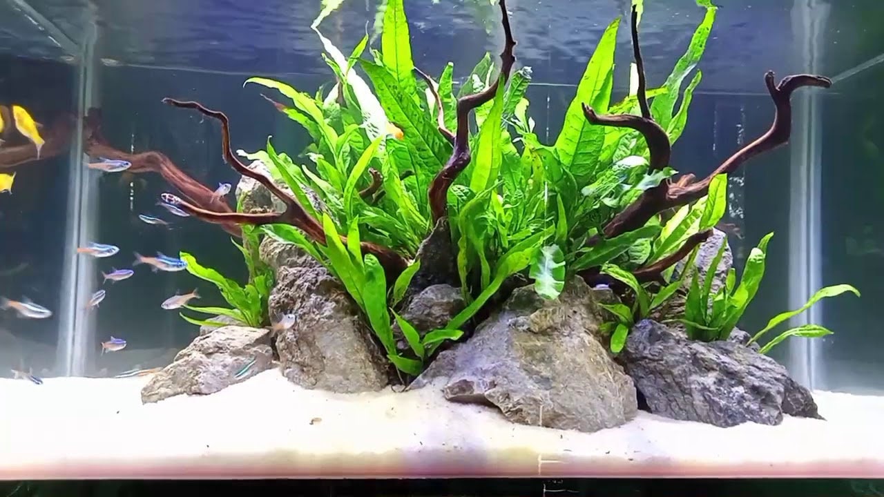 BUY 2 GET 1 FREE Java Fern (Microsorum Pteropus) — Florida Aquascaping