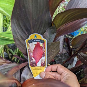 Canna Lily 'cleopatra Red Leaf'-live Aquatic Marginal Starter Plant for ...