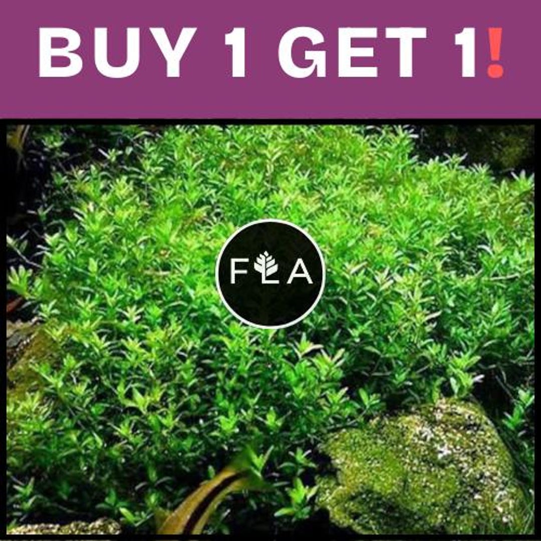 BUY 1 GET 1 FREE Pearlweed (hemianthus Micranthemoides)-easy Live ...