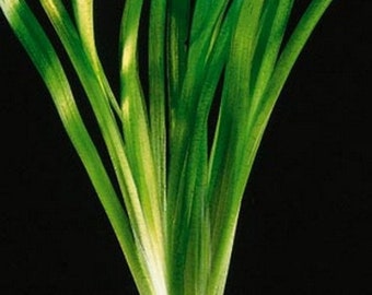 BUY 2 GET 1 FREE Corkscrew Val vallisneria - Etsy