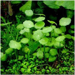 BUY 2 GET 1 FREE Brazillian Pennywort (hydrocotyle Sp)-easy Live ...