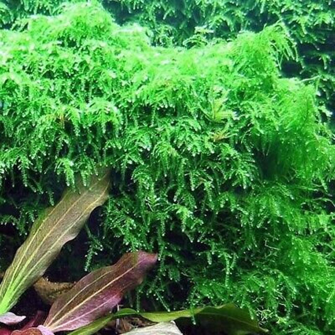 BUY 2 GET 1 FREE Weeping Moss! (vesicularia Ferriei)-easy Live Aquarium Pond Aquatic Plant - Etsy