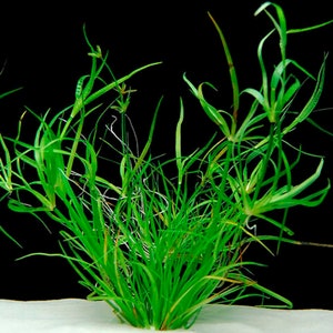 BUY 2 GET 1 FREE Juncus Repens-easy Live Aquarium Pond Aquatic Plant - Etsy