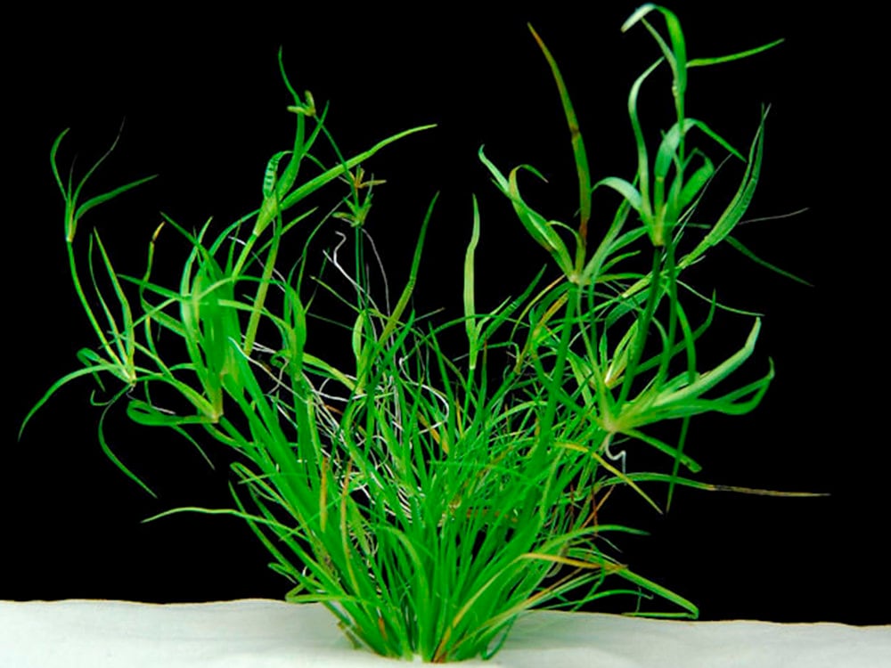 BUY 2 GET 1 FREE Juncus Repens Easy Live Aquarium Aquatic - Etsy