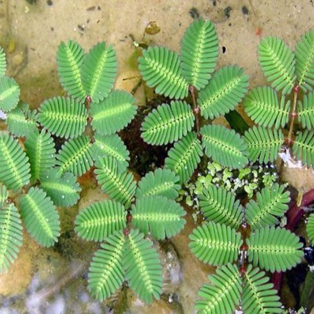 Sensitive Plant! (neptunia Aquatica)-easy Live Aquarium Pond Aquatic ...