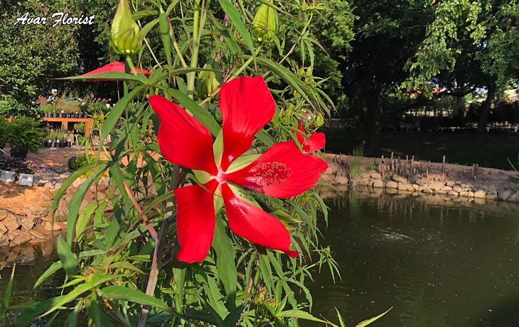 Marginal Plants — Aquatic Plants — Florida Aquascaping