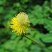 Sensitive Plant! (neptunia Aquatica)-live Aquatic Marginal Starter ...