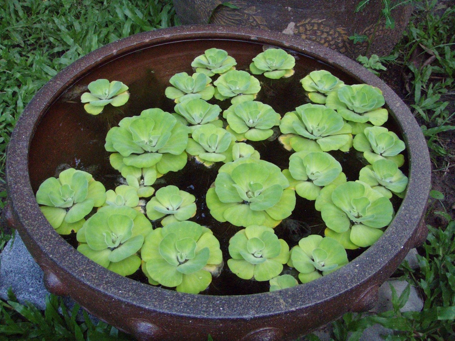 BUY 2 GET 1 FREE Water Lettuce-easy Live Aquarium Pond Aquatic - Etsy