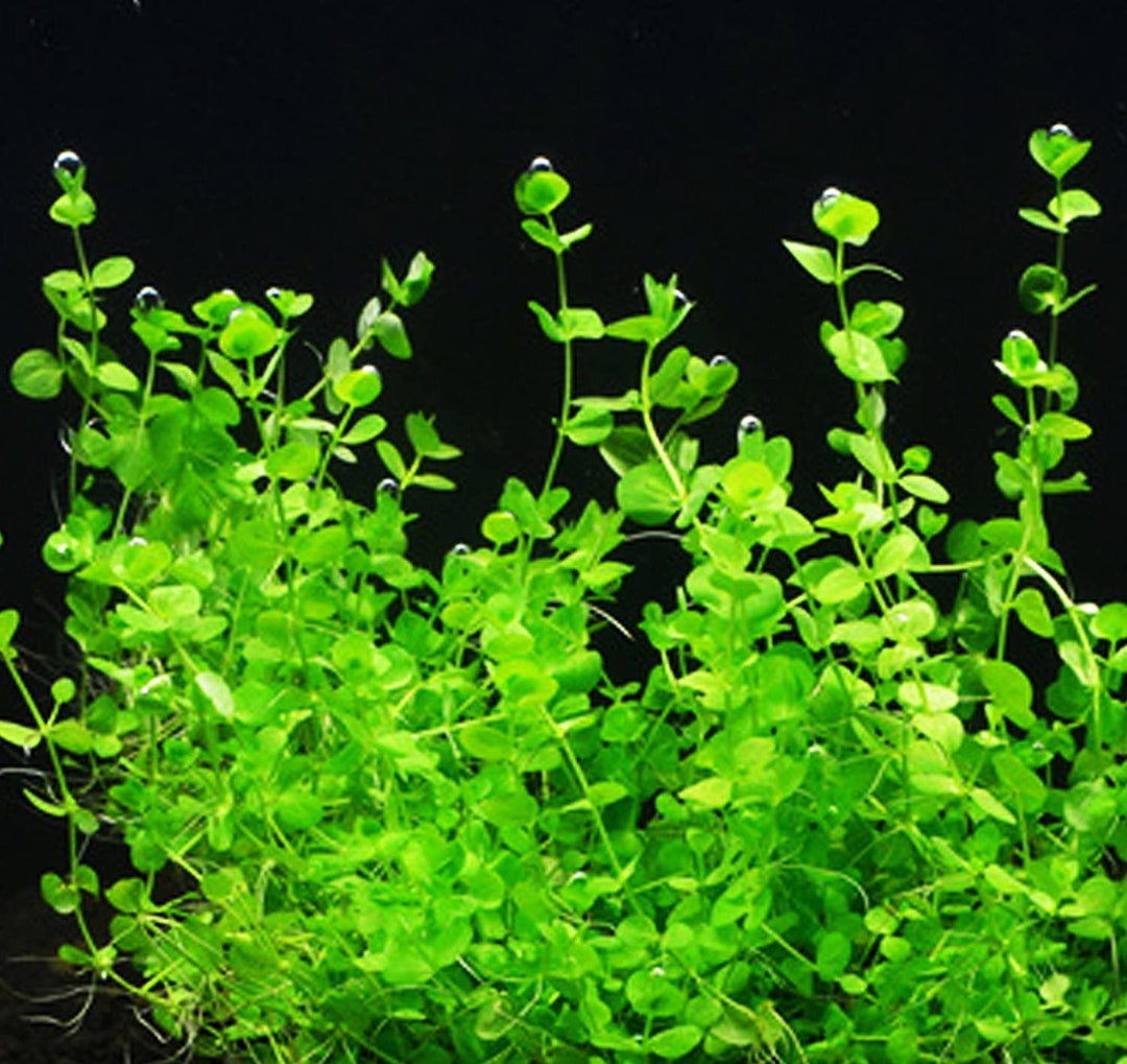 BUY 2 GET 1 FREE Giant Baby Tears (micranthemum Umbrosum)-easy Live ...