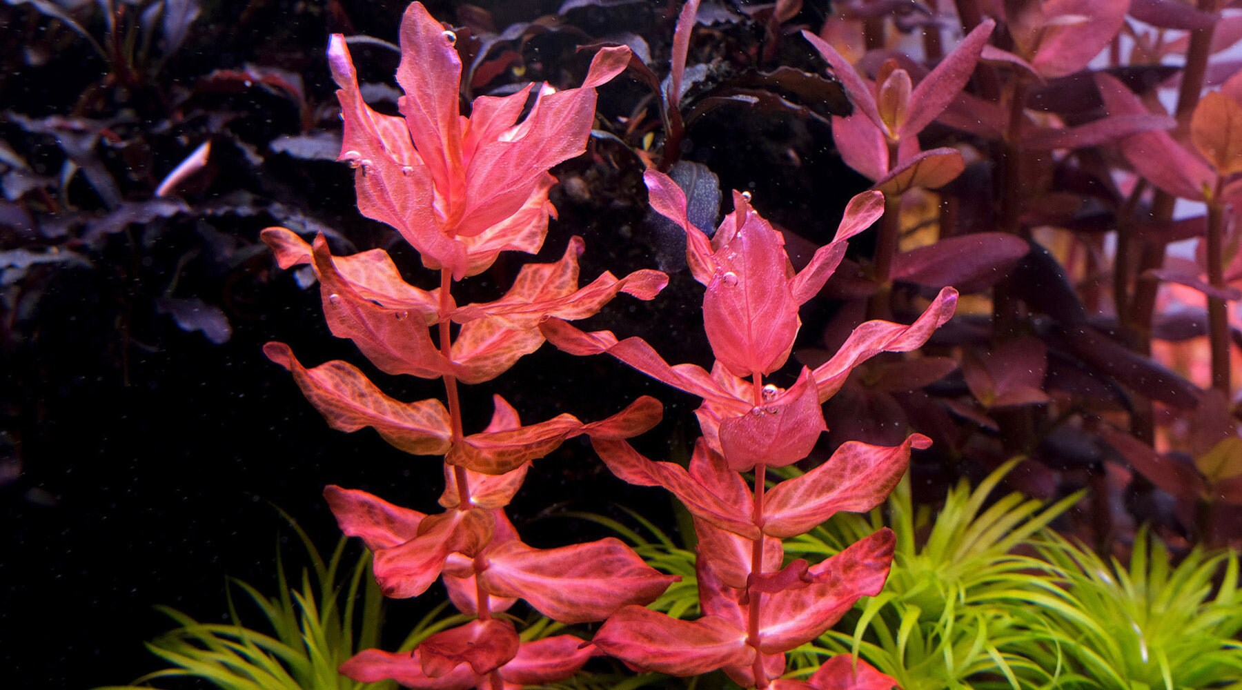 BUY 2 GET 1 FREE Rotala Macrandra-advanced Live Aquarium Pond - Etsy