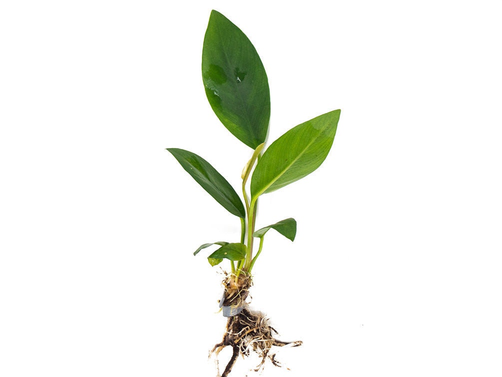 BUY 2 GET 1 FREE Anubias Congensis (Afzelii) — Florida Aquascaping