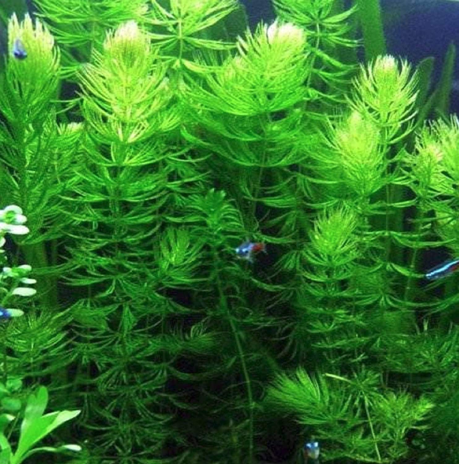 BUY 2 GET 1 FREE Hornwort-coontail ceratophyllum Demersum - Etsy