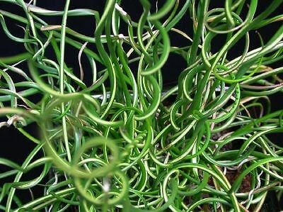 BUY 2 GET 1 FREE Corkscrew Rush juncus Effusus Spiralis | Etsy