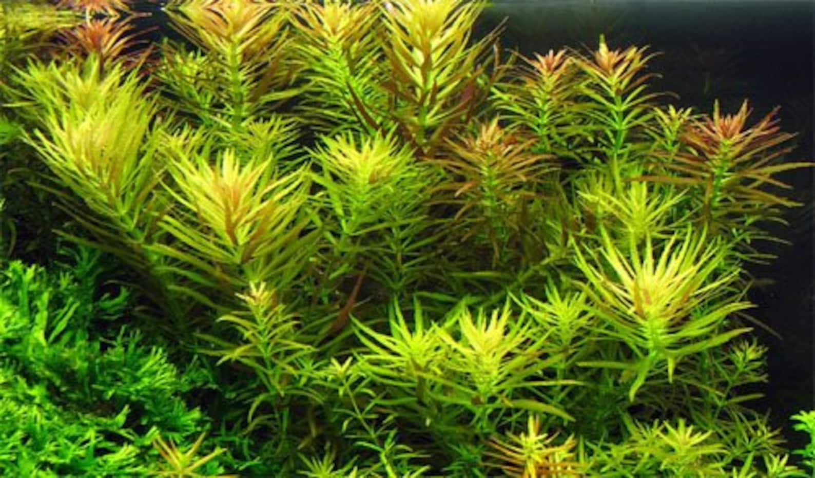 BUY 2 GET 1 FREE Limnophila Hippuridoides (aromatica)-easy Live ...