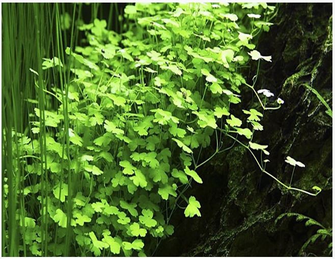 BUY 2 GET 1 FREE Hydrocotyle Tripartita Sp. Japan Easy Live - Etsy