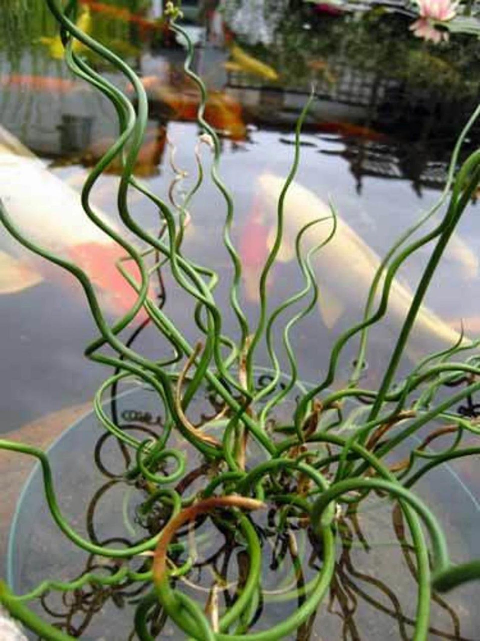 BUY 2 GET 1 FREE Corkscrew Rush, Horsetail Rush, Umbrella Palm ( Pond ...