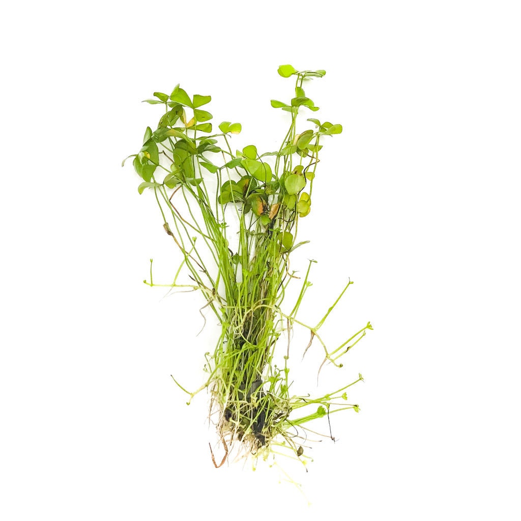 BUY 2 GET 1 FREE Dwarf 4-leaf Water Clover marsilea - Etsy