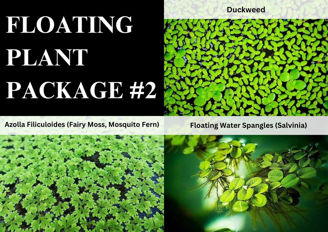 Duckweed, Azolla, Spangles - 3 Plants Pack - Easy Live Aquarium Pond ...