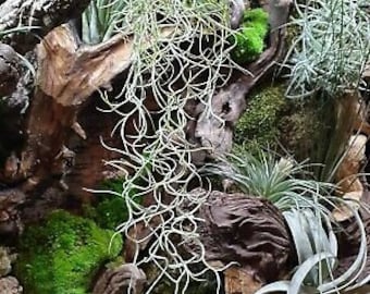Spanish Moss Decor | Etsy