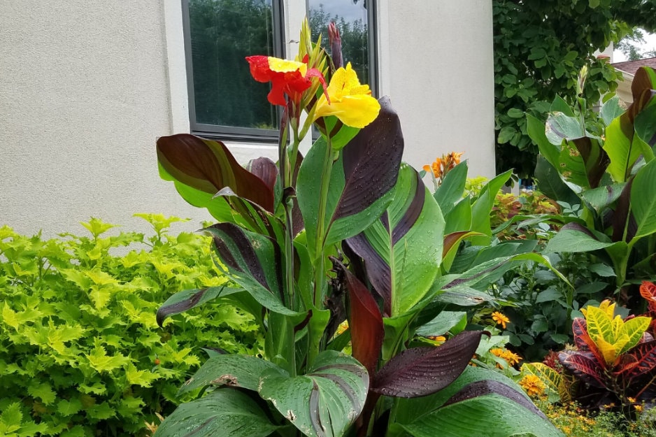 Marginal Plants — Aquatic Plants — Florida Aquascaping