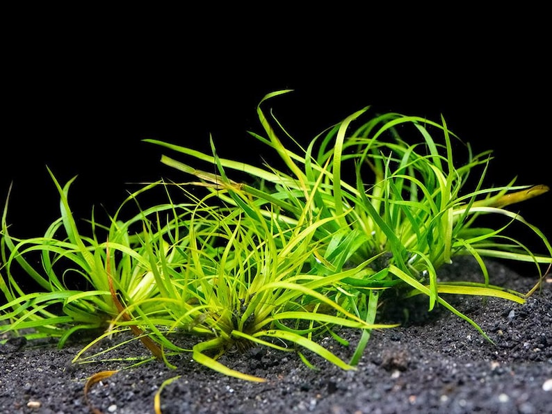 BUY 2 GET 1 FREE Juncus Repens Easy Live Aquarium Aquatic - Etsy