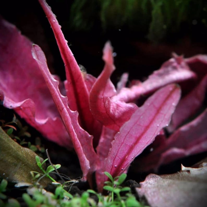 BUY 2 GET 1 FREE Cryptocoryne 'pink Flamingo'!-easy Live Aquarium Pond ...