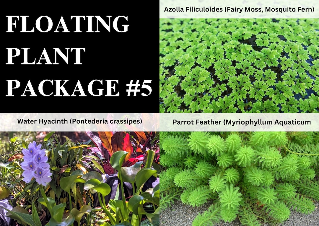 Azolla, Hyacinth, Parrot Feather - 3 Plants Pack -easy Live Aquarium ...