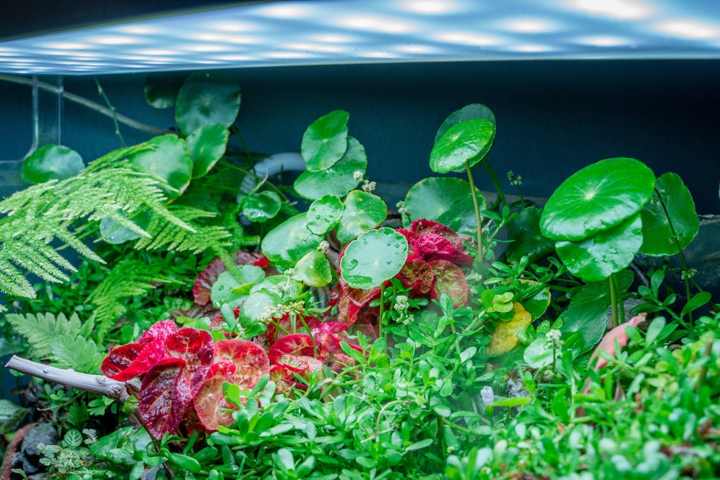 BUY 2 GET 1 FREE Pennywort (hydrocotyle Sp)-easy Live Aquarium Pond ...